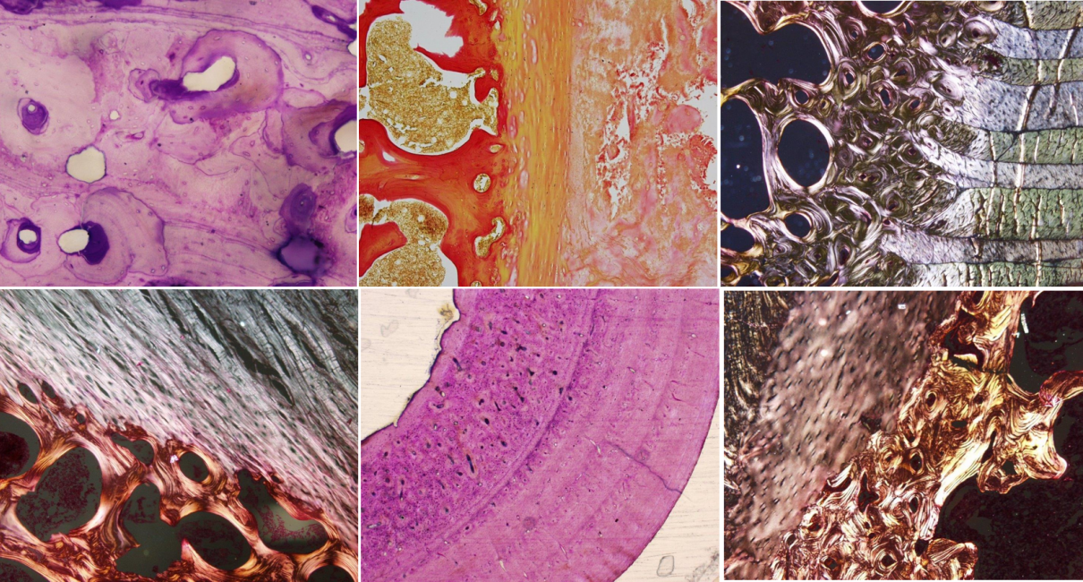 Histology - Shmunis Family Anthropology Institute | Dan David Center ...